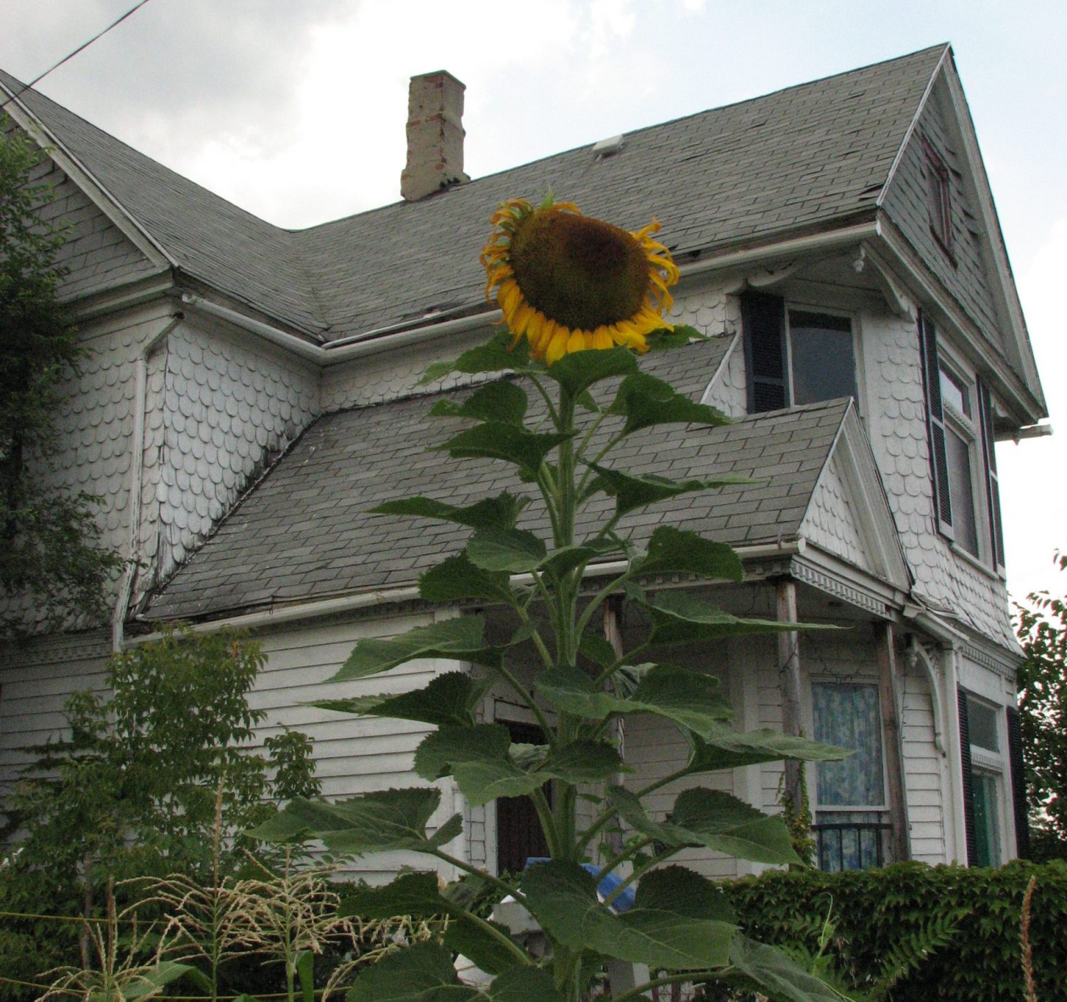 Drew Philp: Rehabbing Detroit one abandoned house at a time | U-M Detroit